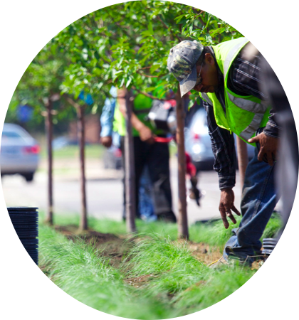 Commerical Tree Sales and Planting