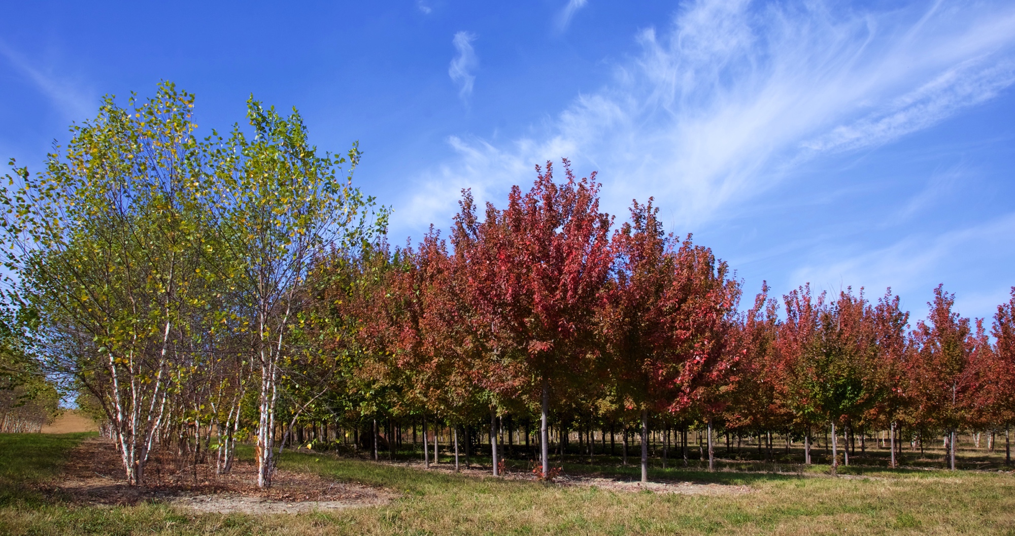 Contact Laurel Tree Farms