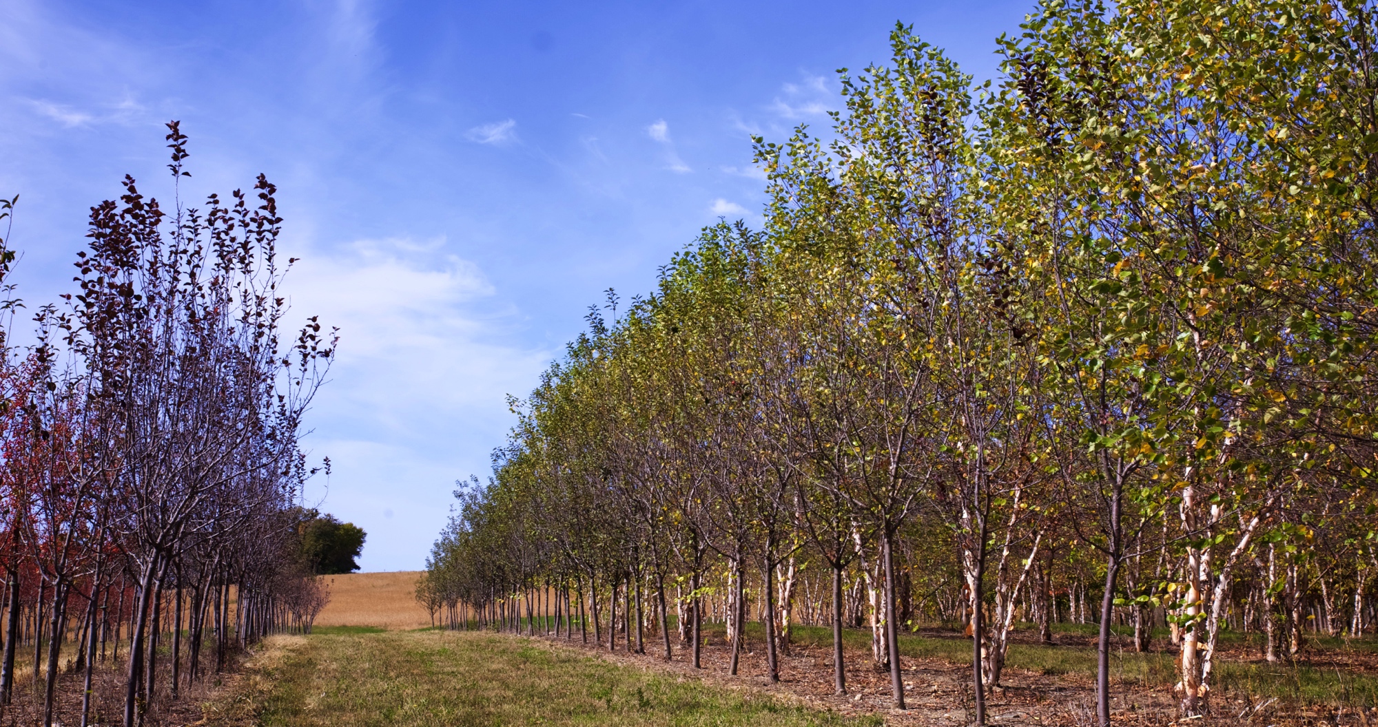 Treees at Laurel Tree Farms